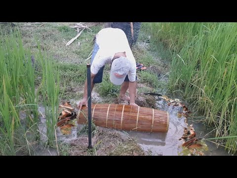 Primitive Technology fishing by trap, Fishing Trap with bamboo, How to ...