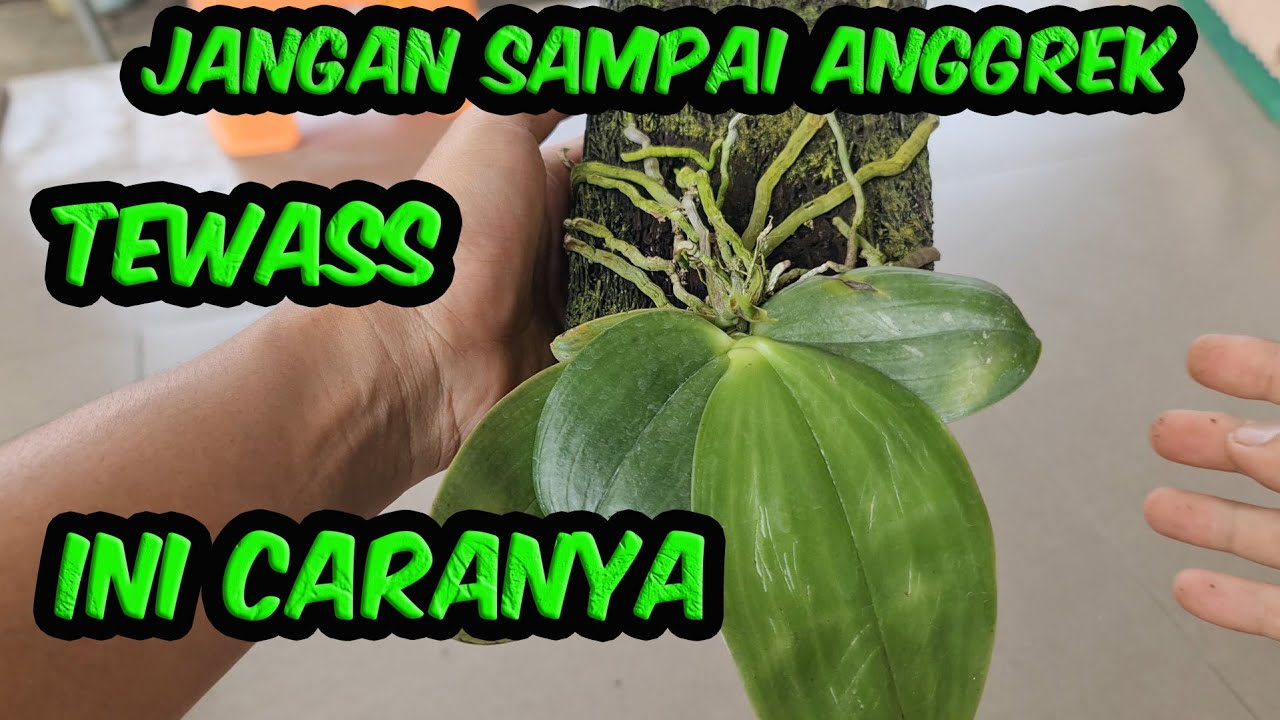 SOLUSI AKAR ANGGREK BULAN SULIT BERKEMBANG DAN KERIPUT - YouTube