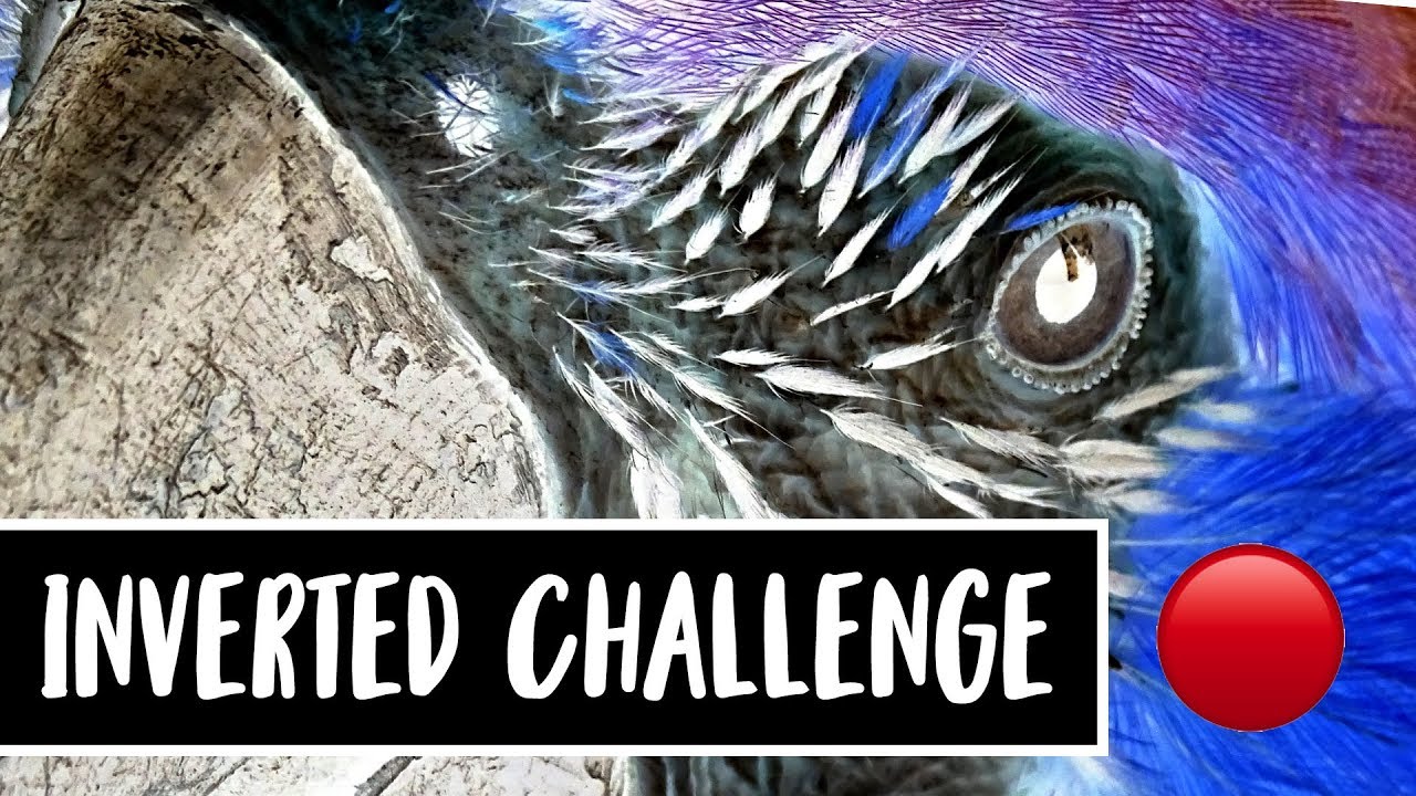 🔴 LIVE STREAM | Inverted Colour Challenge - YouTube