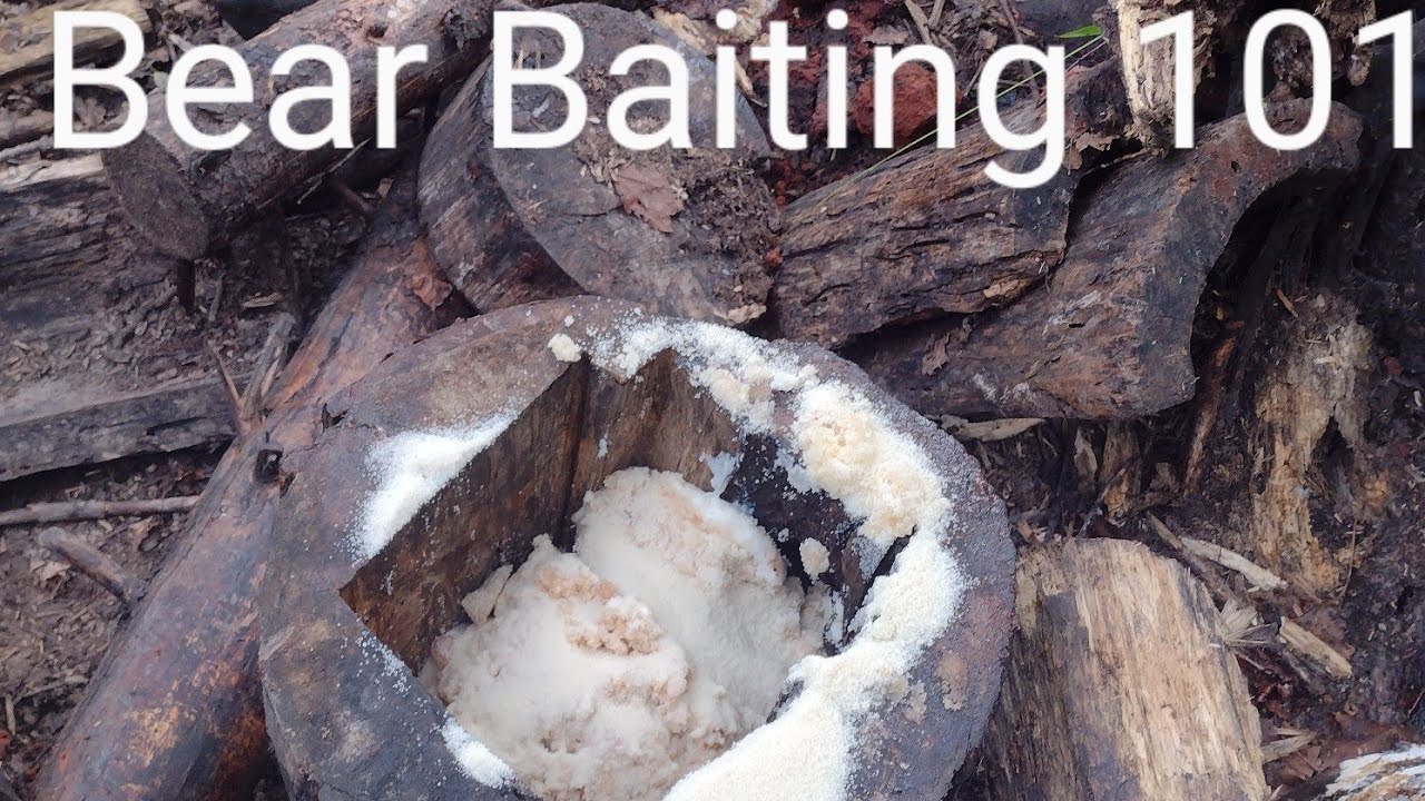 Bear baiting 101 - YouTube