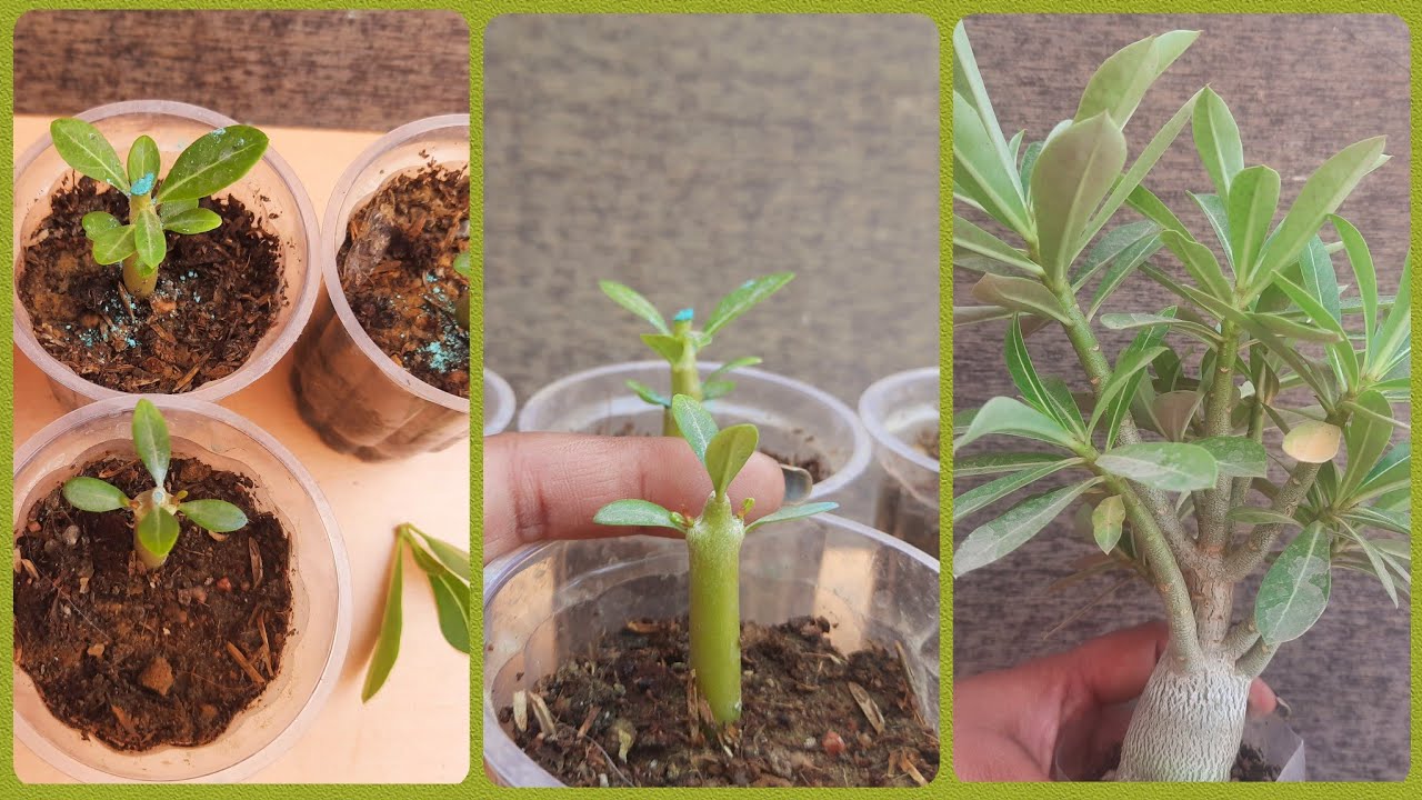 Adenium Seedlings Pruning With Result - YouTube