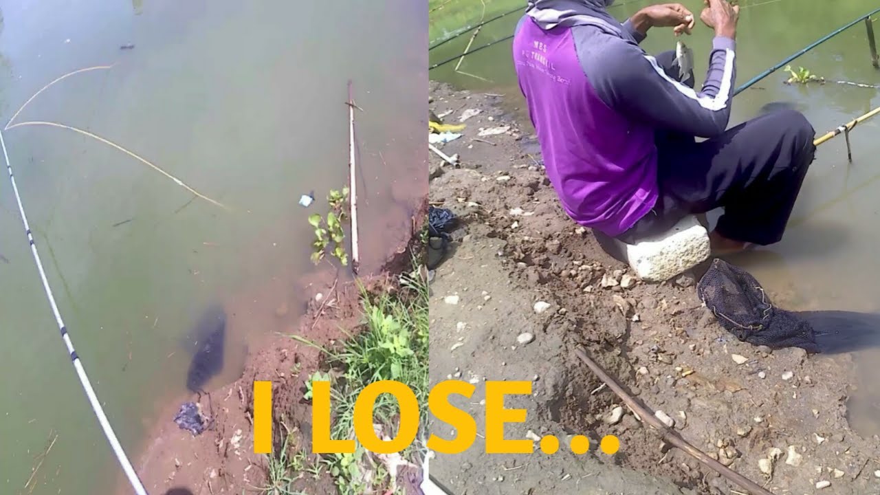 Tilapia Angler vs Fish Trap - YouTube