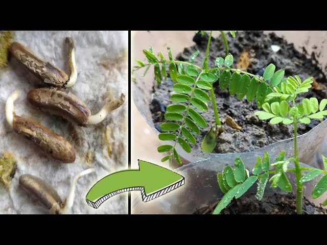 Siembra de semillas de flamboyan: Aprende a hacerlo correctamente con ...