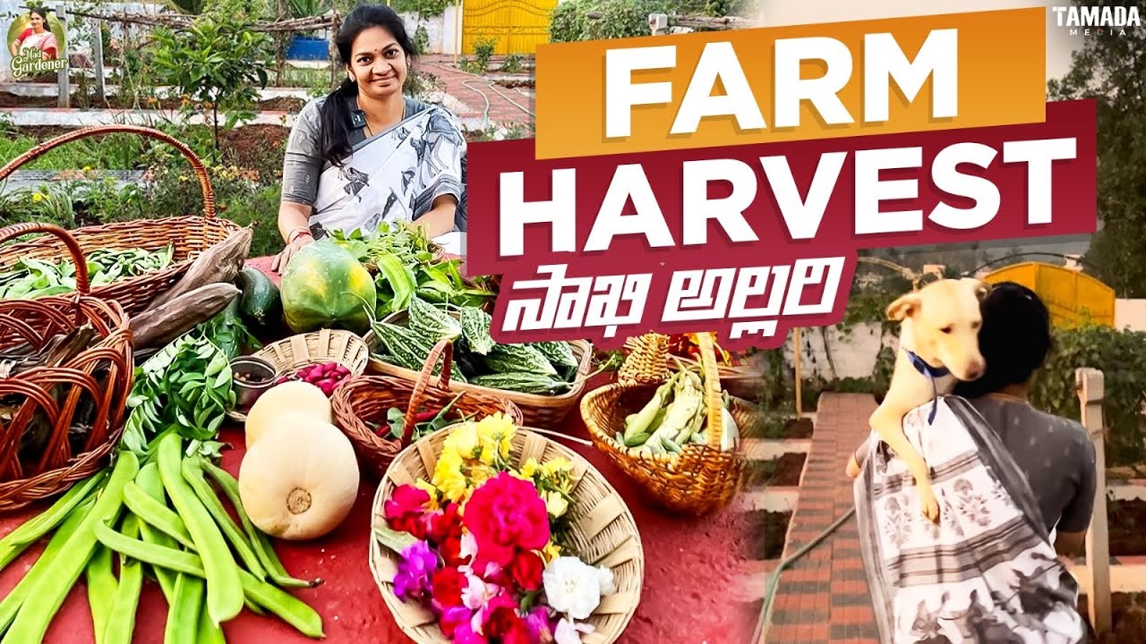 ఇవాళ అన్ని రకాలు వచ్చాయి కొంచెం కొంచెం గా /సాఖీ ఇంటికి రాదంట ...