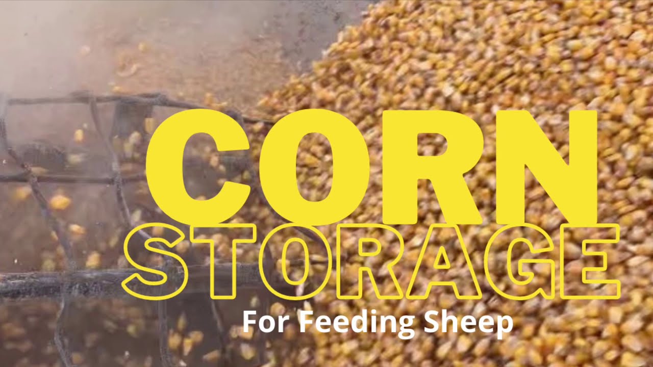 Corn Storage to Feed Sheep On-Site - YouTube