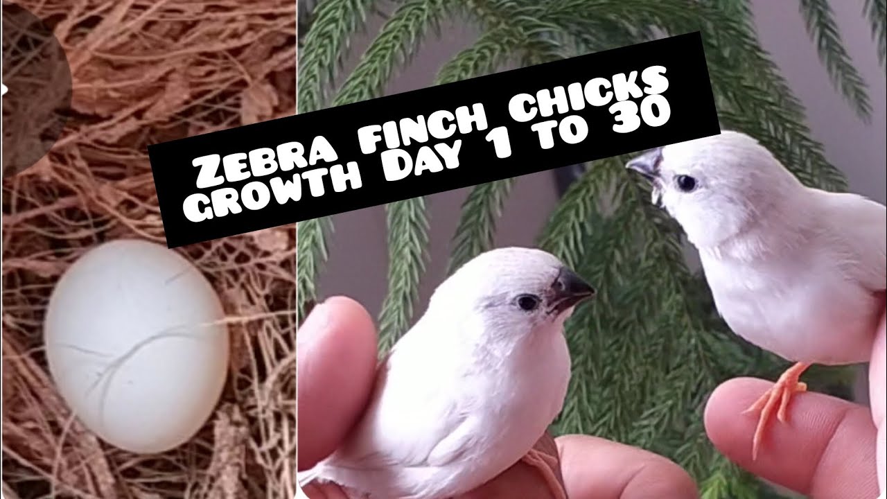 Zebra finch chicks growth Day 1 to 30 #finches #pets #birds #nature # ...