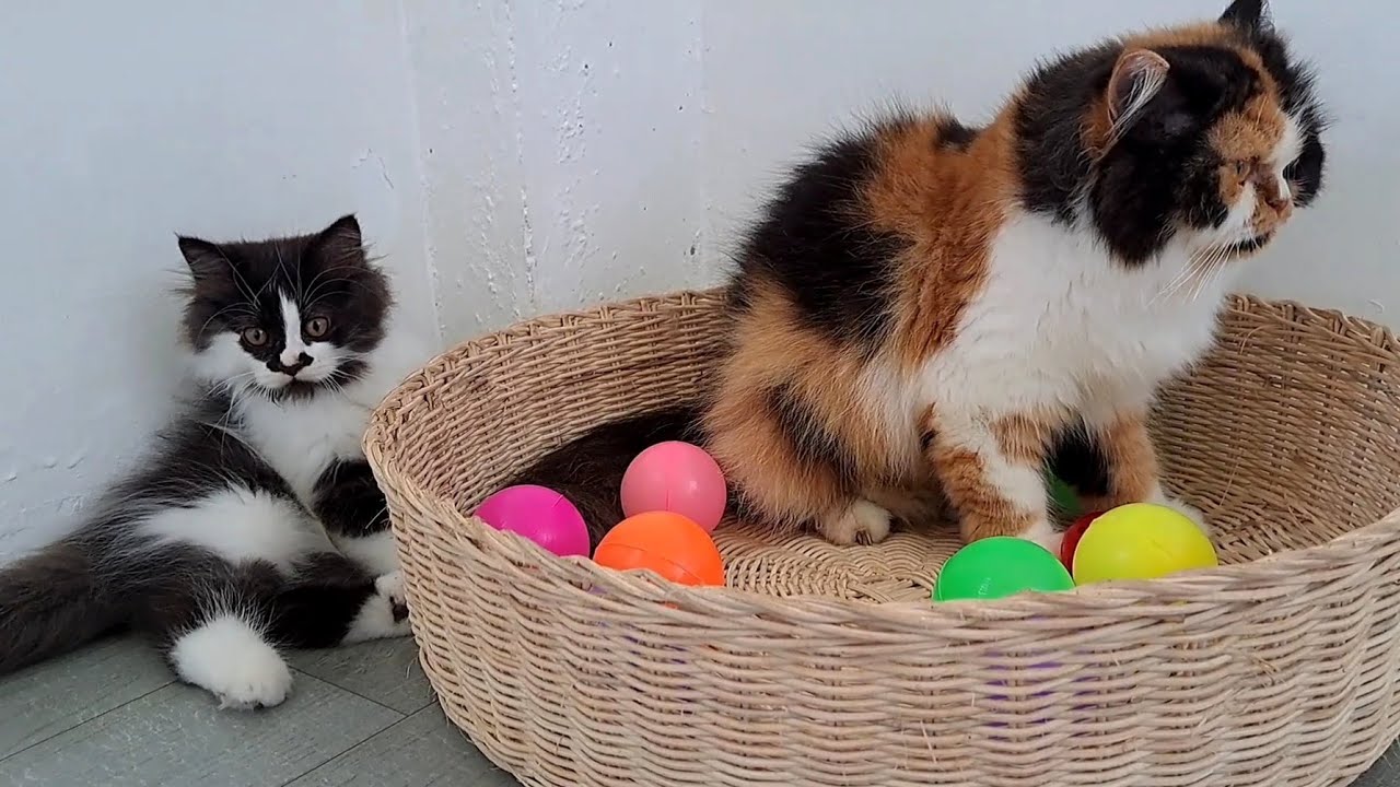 Kitten Gugu who wants to play with mother cat Millie and gets a single ...