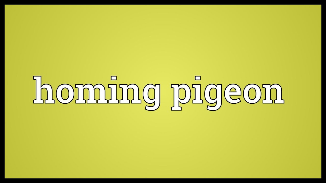 Homing pigeon Meaning - YouTube