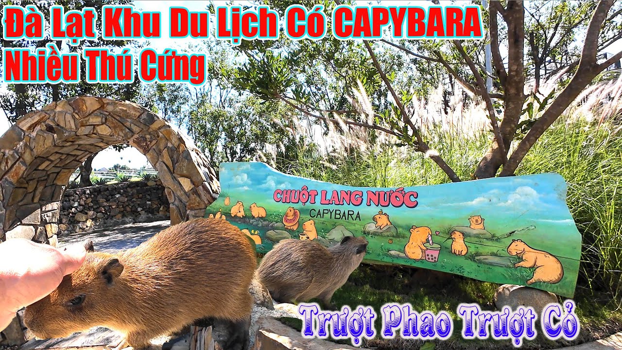 Đà Lạt Khu Du Lịch CAPYBARA,Thú Cưng,Phao Trượt,Cơm Lam,BBQ - YouTube