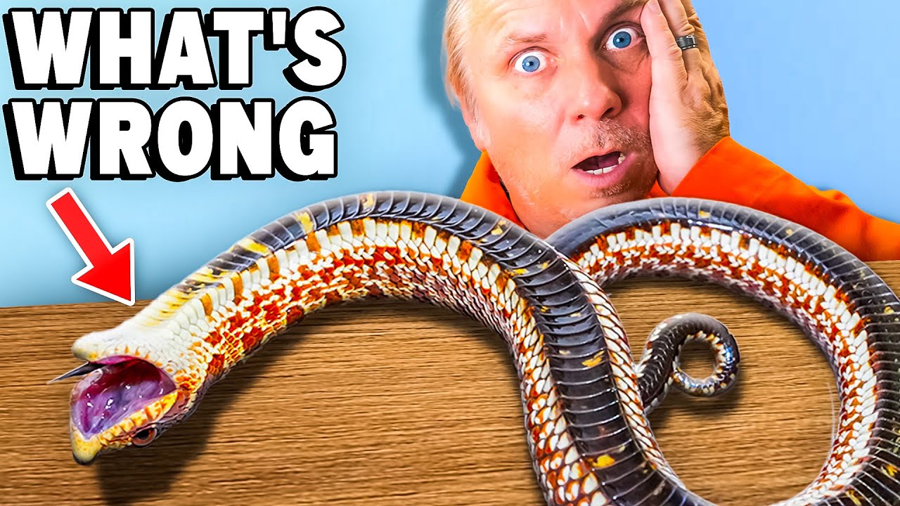 What To Do When This Happens To Your Snake! - YouTube