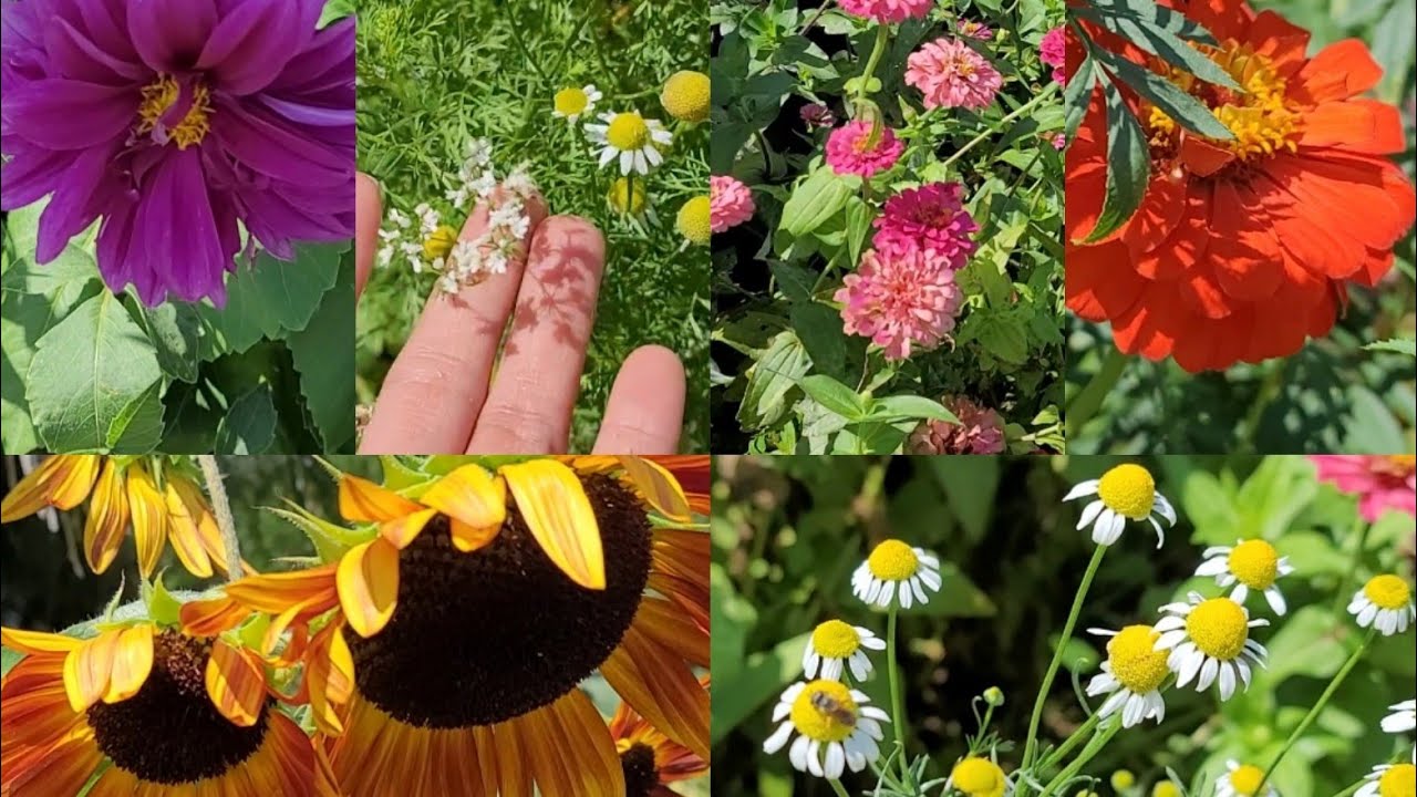 Florida Gardening: My Pollinator Garden - YouTube
