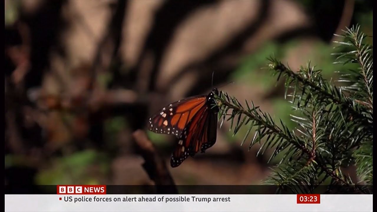 Troubling news for monarch butterfly populations (North America) - YouTube