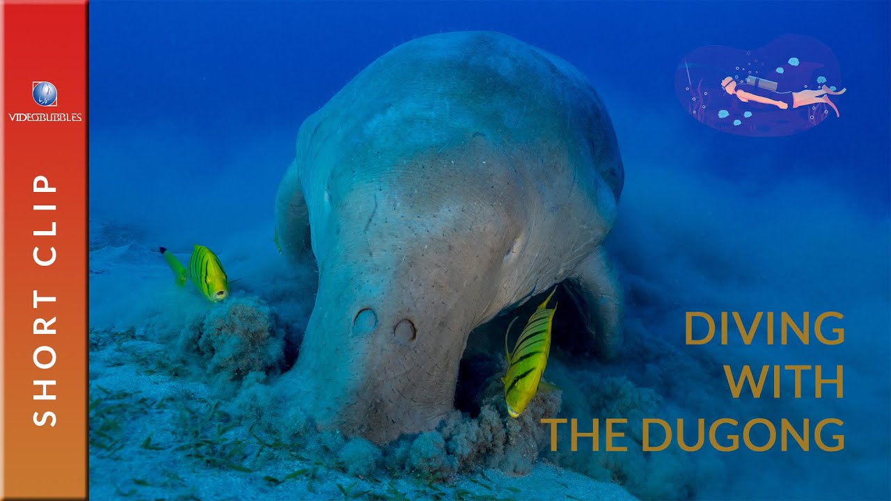 The Dugong: scuba diving on the sea grass - YouTube