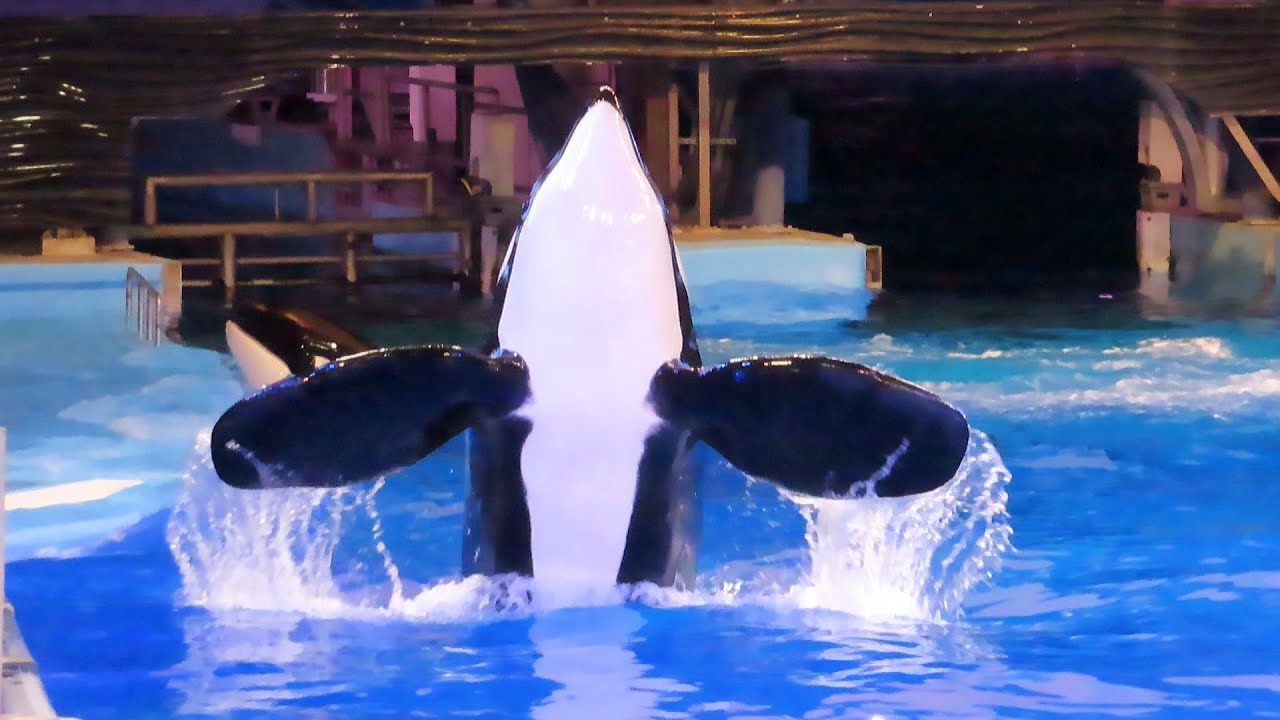 One Song | Full Orca Encounter Segment 11/17/22 (2) - YouTube