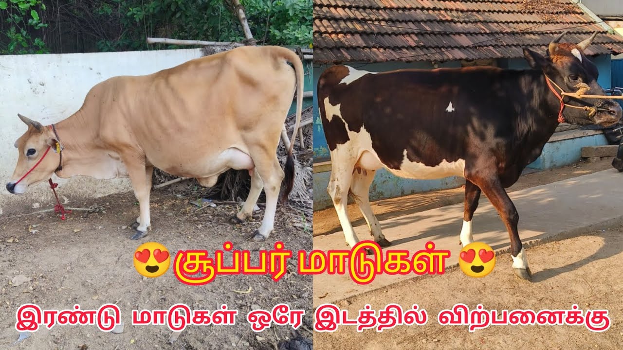 💫 தரமான இரண்டு மாடுகள் விற்பனைக்கு hf cow sales in tamilnadu#cow# ...