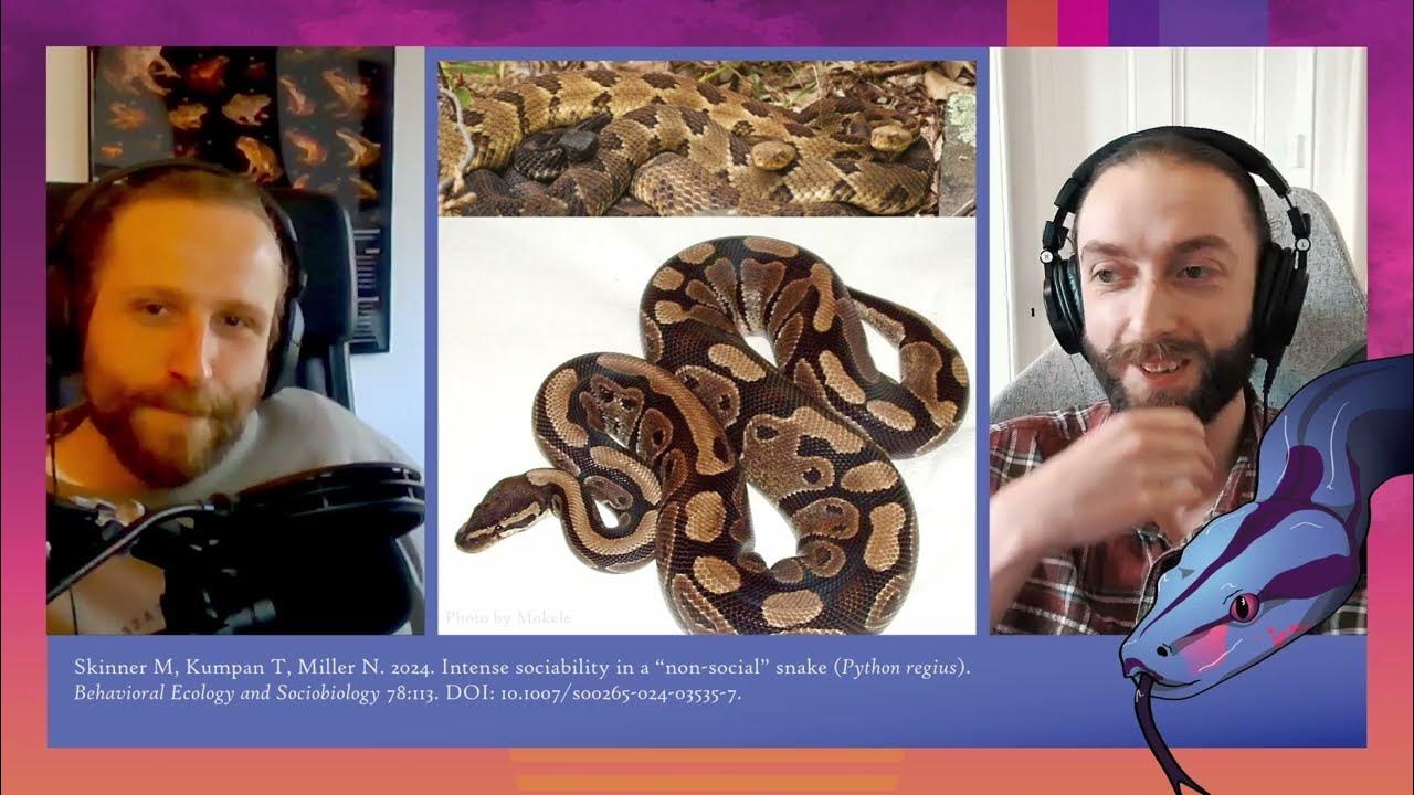 219 Ball pythons care about friendship - YouTube