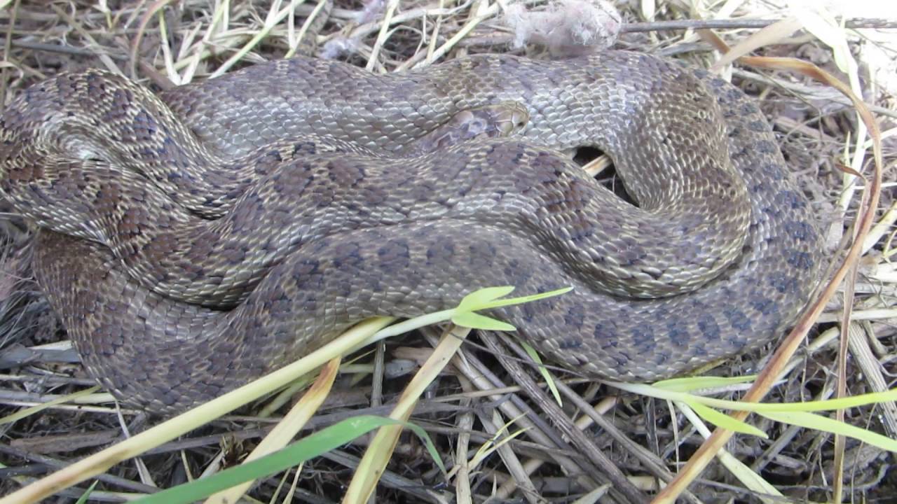 Brian Gundy Shows How To Find Snakes In The Wild - YouTube