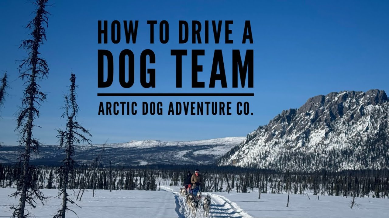 How to Drive a Dog Sled - YouTube