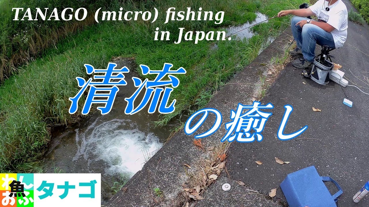 清流でタナゴに癒される！ 【🐟夏のタナゴ釣り】 Japanese Summer Tanago (micro) Fishing. Tiny ...