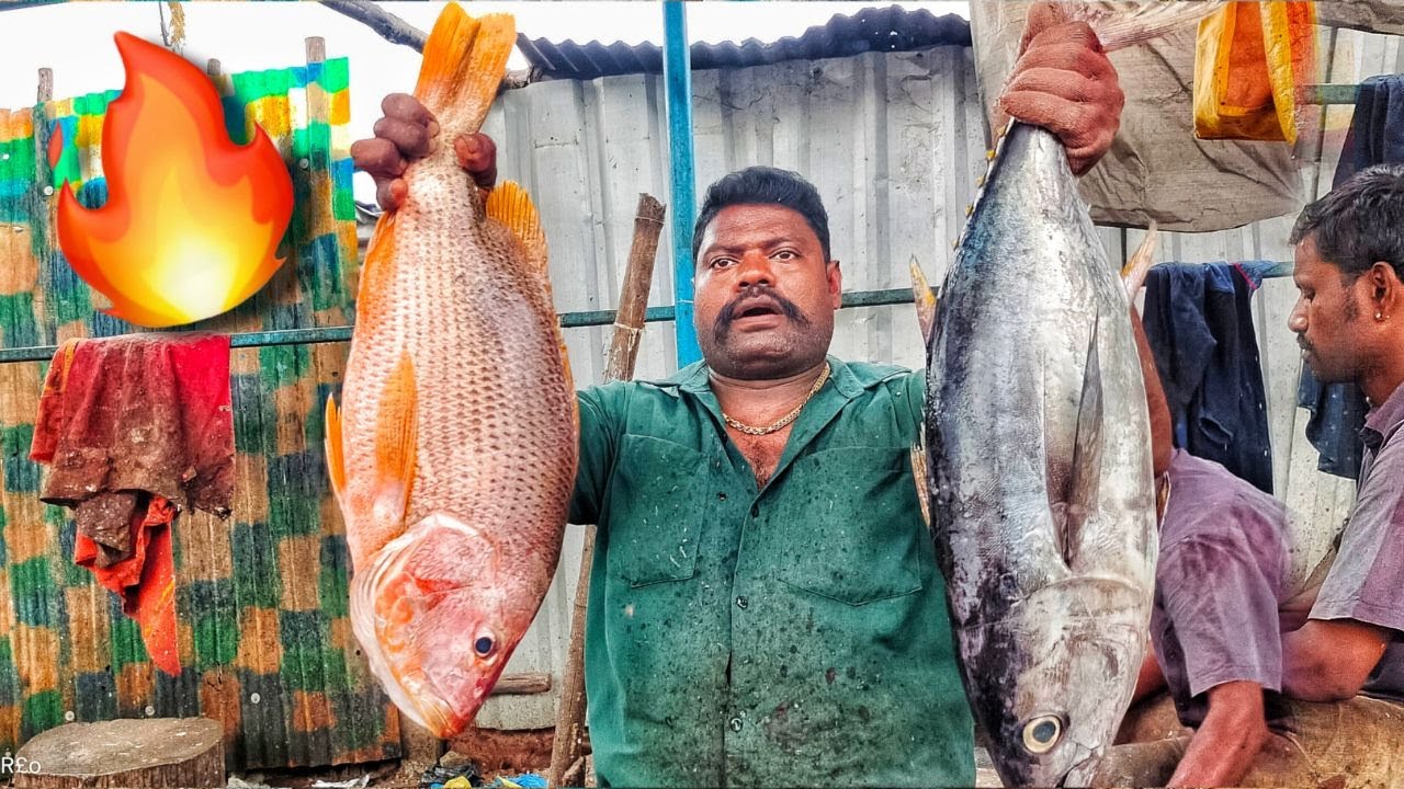 KASIMEDU 🔥SELVAM FISH CUTTING | TUNA FISH CUTTING🐟 | FISH CUTTING SKILL ...