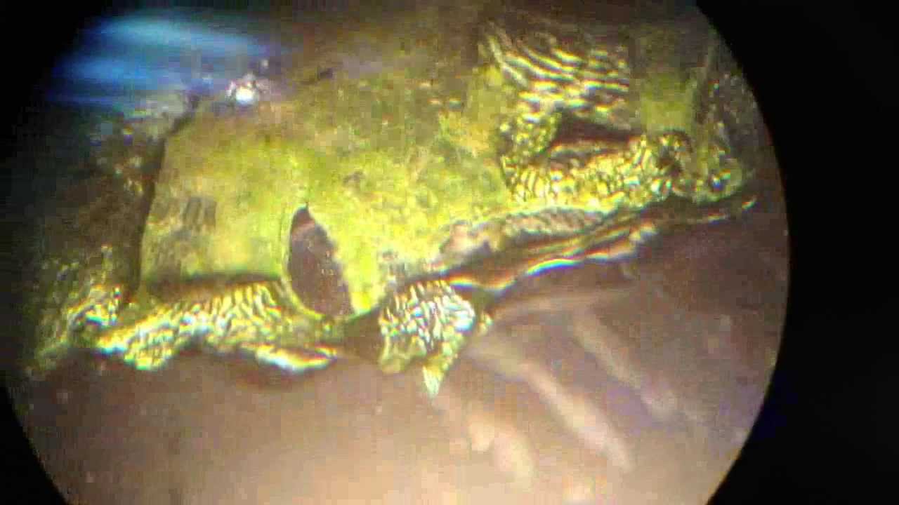 Biology 101, C-Fern development, fertilization process - YouTube