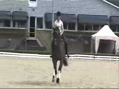 horse for sale Goodtimes 10 years old dressage Z2 (Netherlands)