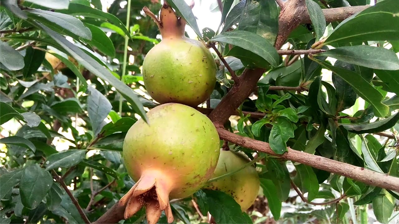 Anar Ka Paudha Pomegranate White Plant Zain Bhai Official Youtube