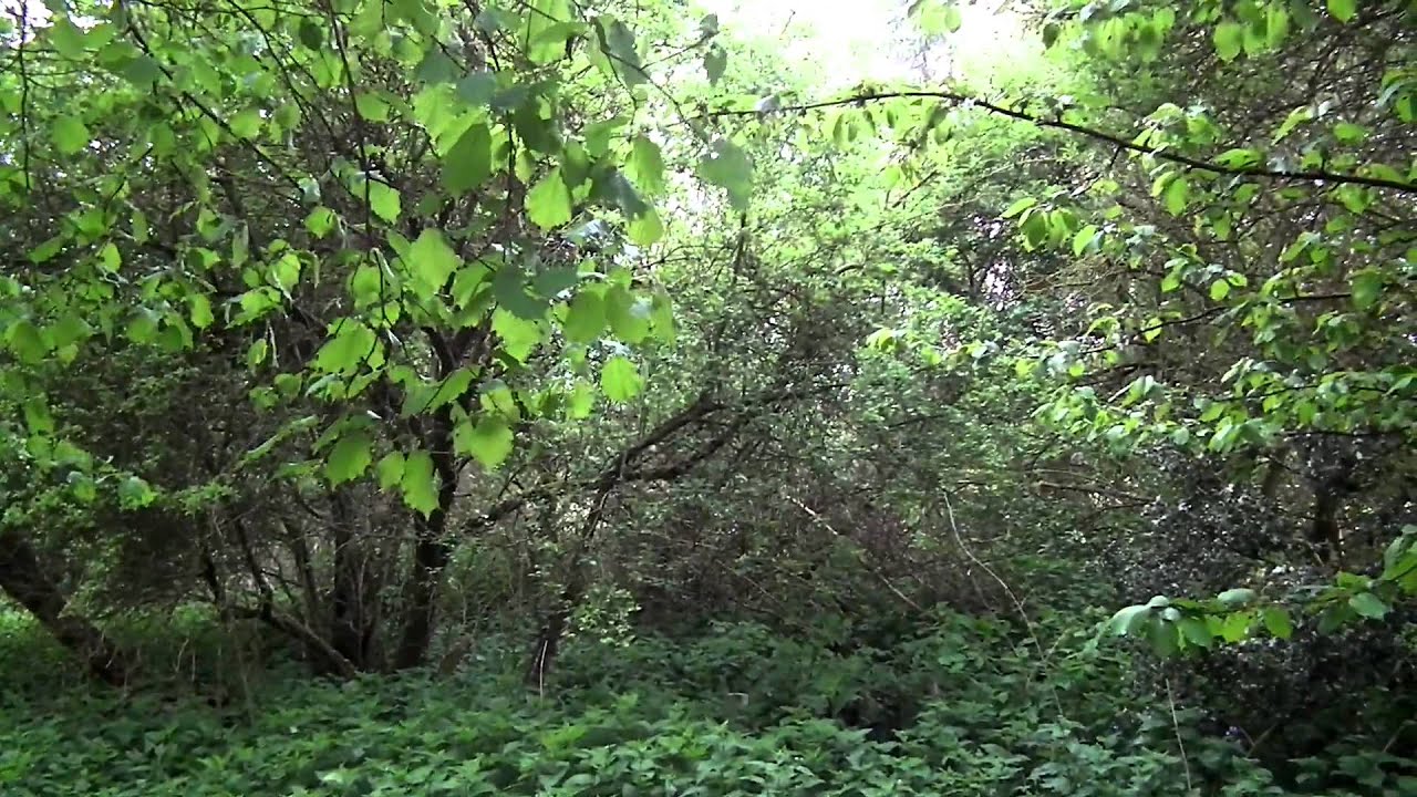 HS10 - Newbourne Springs etc ! 005.MOV - YouTube