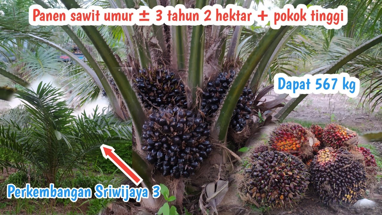 Panen sawit umur ± 3 tahun 2 hektar + pokok tinggi dapat 567 kg - YouTube