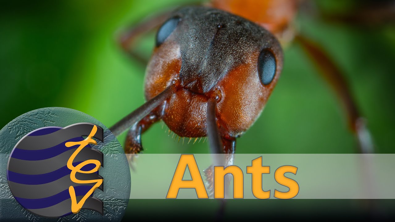 Ants Unveiled A Deep Dive into Their World - YouTube