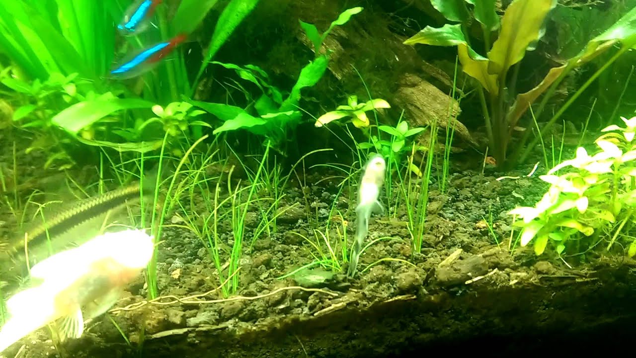 My bottom feeders! - YouTube