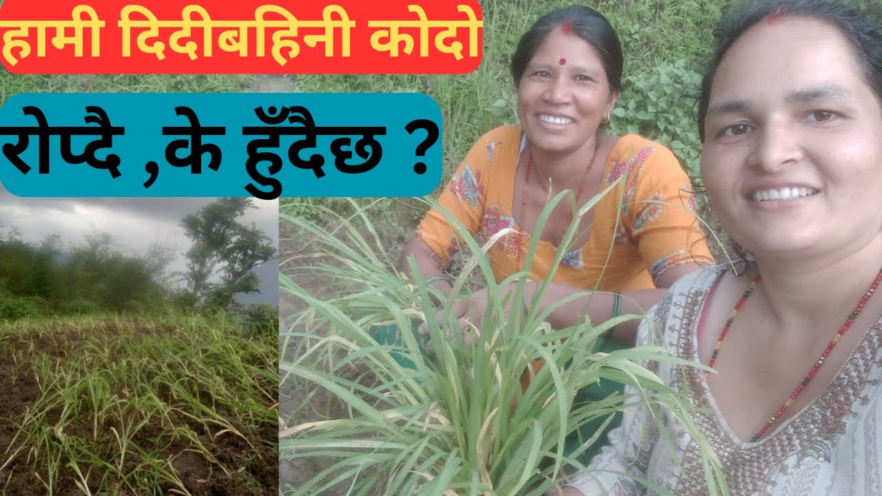 कोदो रोप्ने तरीका || कोदो सार्दै गाउँघर तिर || Kodo ropai vlog ...