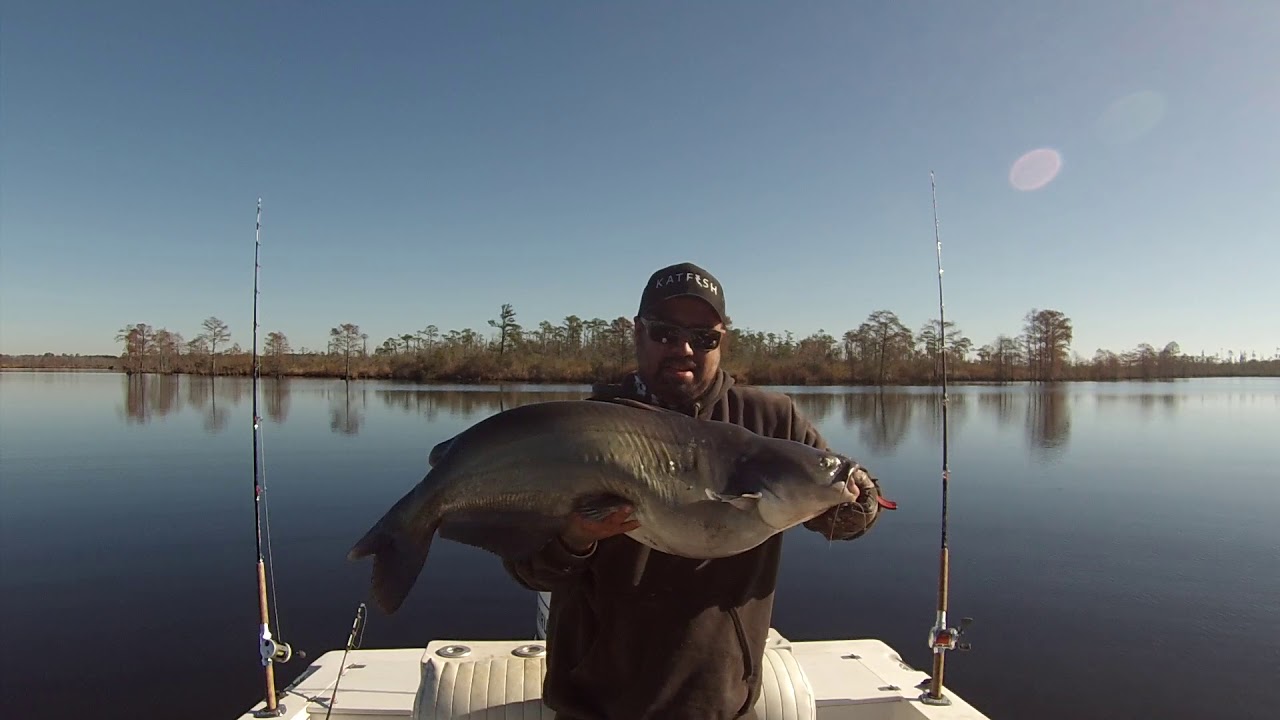 Catfish Crazy On The Northwest - YouTube