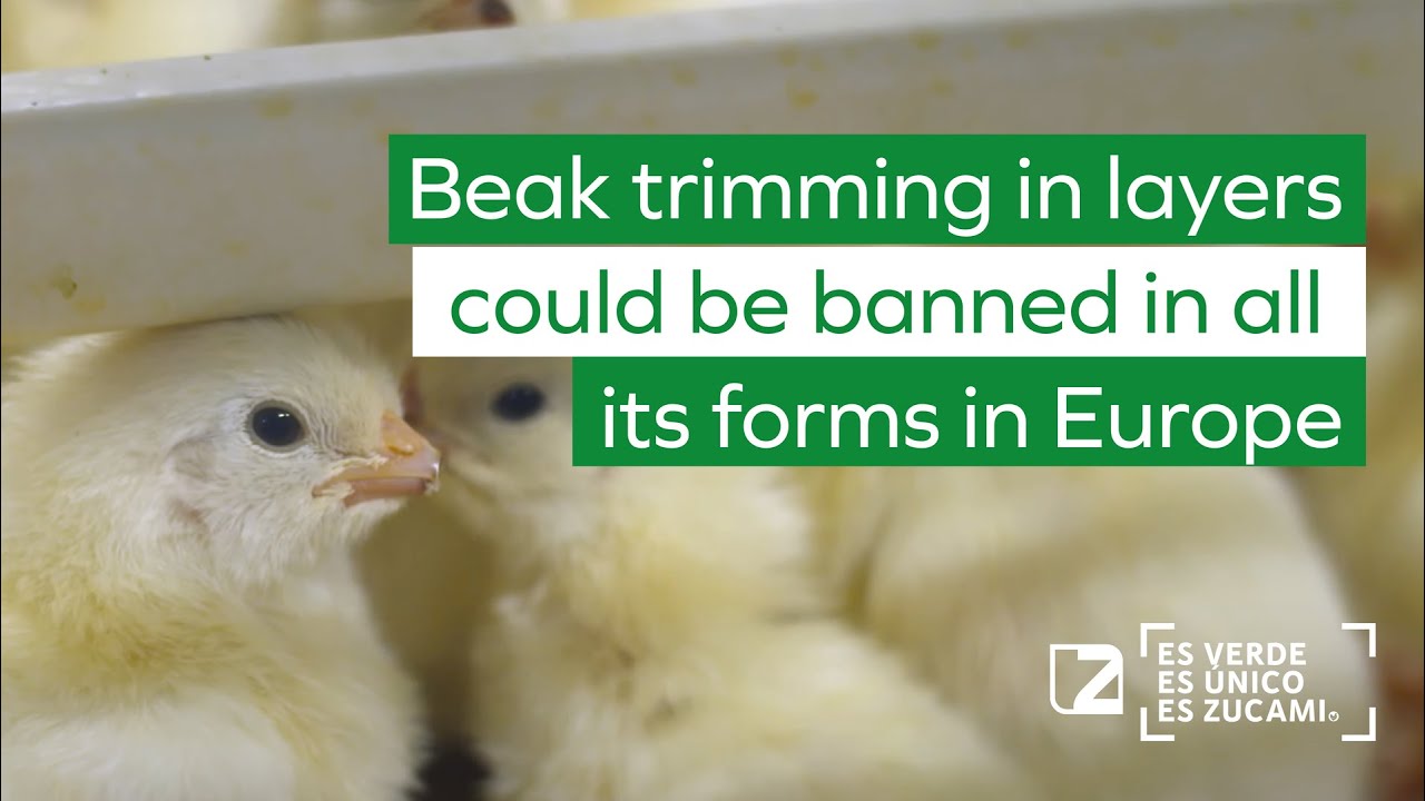 Beak trimming in layers could be banned in all its forms in Europe. HEN ...