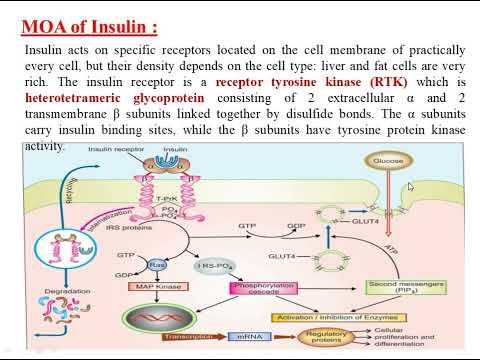 Insulin Pharmacology - YouTube