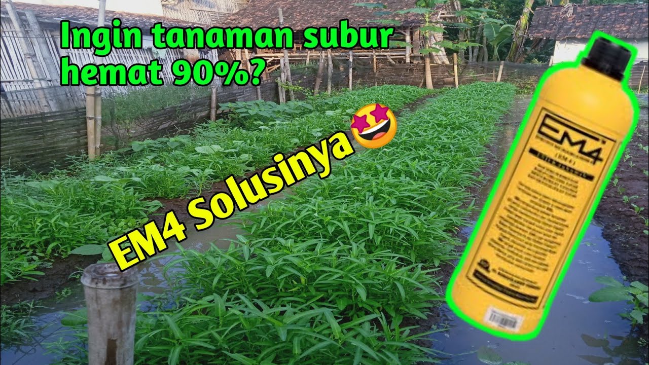Cara Aktifkan Em4 pertanian dengan mudah - YouTube