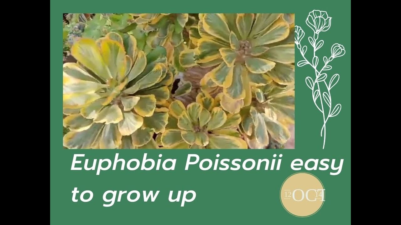 Euphobia Poissonii easy to grow up - YouTube