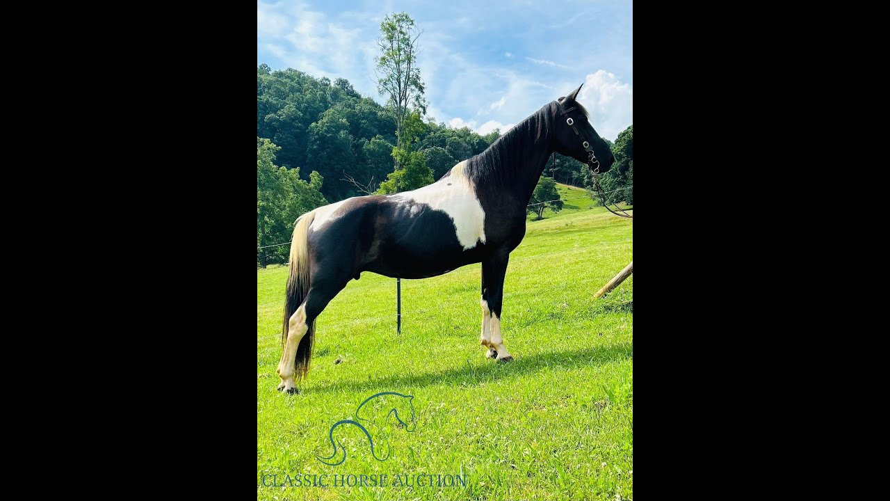 BEGINNER SAFE GAITED MARE - YouTube