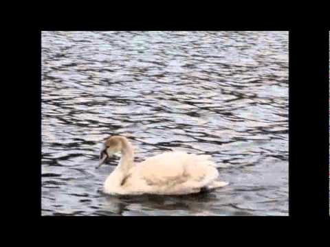 A Swan Singing - YouTube