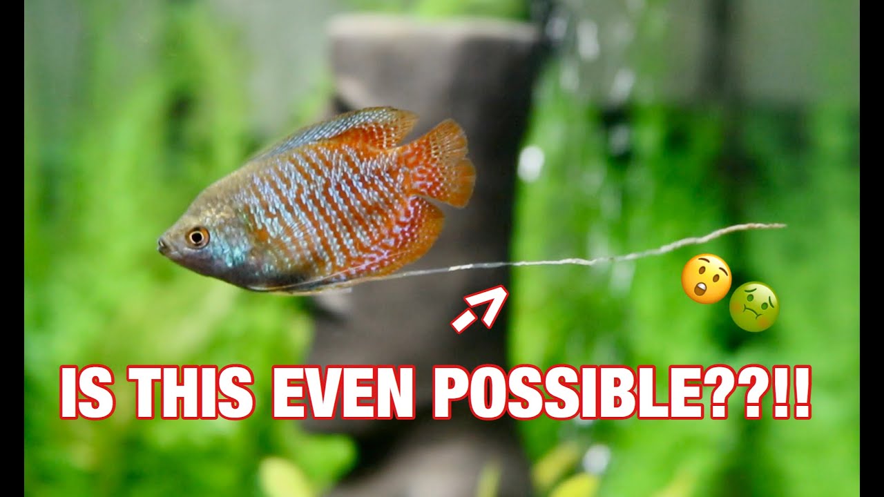 LONGEST GOURAMI FISH POOP EVER - YouTube