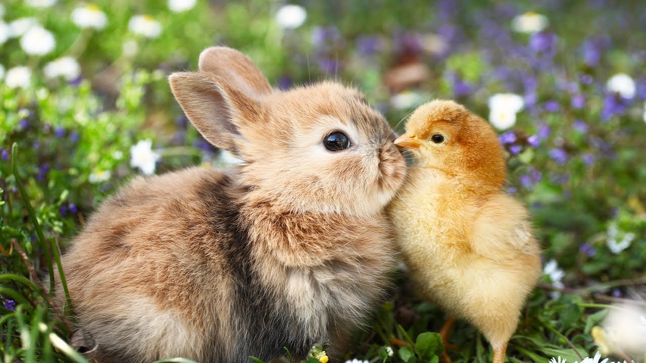 CUTE LITTLE BUNNIES IN NATURE, FUN UPBEAT EXCITING MUSIC, MOOD BOOSTER ...