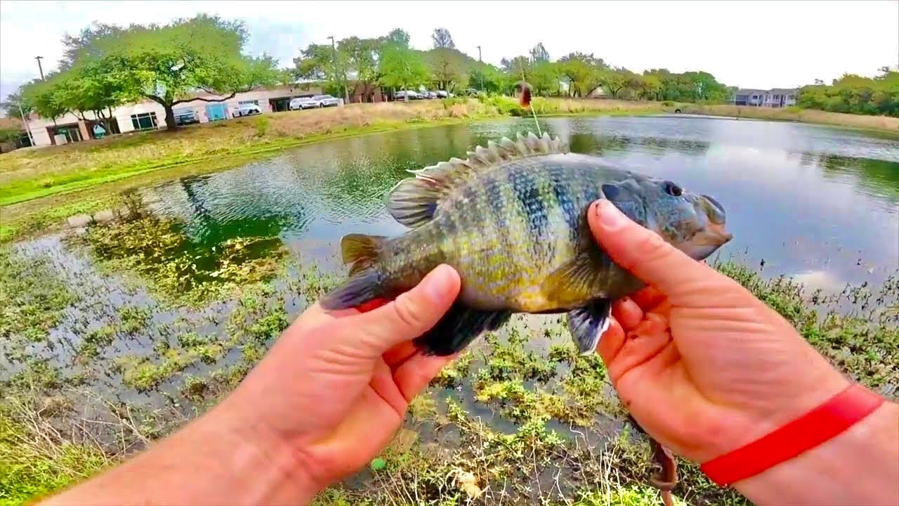 The Giant Green Sunfish - YouTube