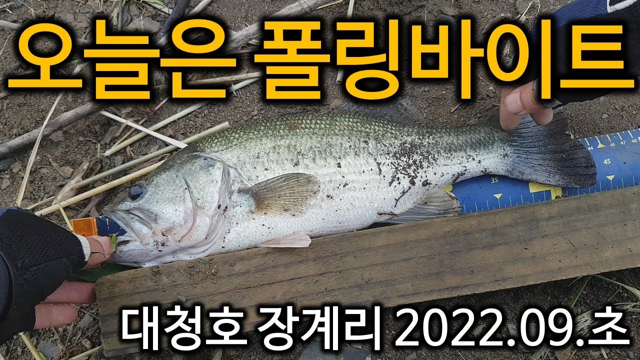 모두 폴링바이트[대청호 장계리 배스낚시 포인트2022.09.초] korea bass fishing - YouTube