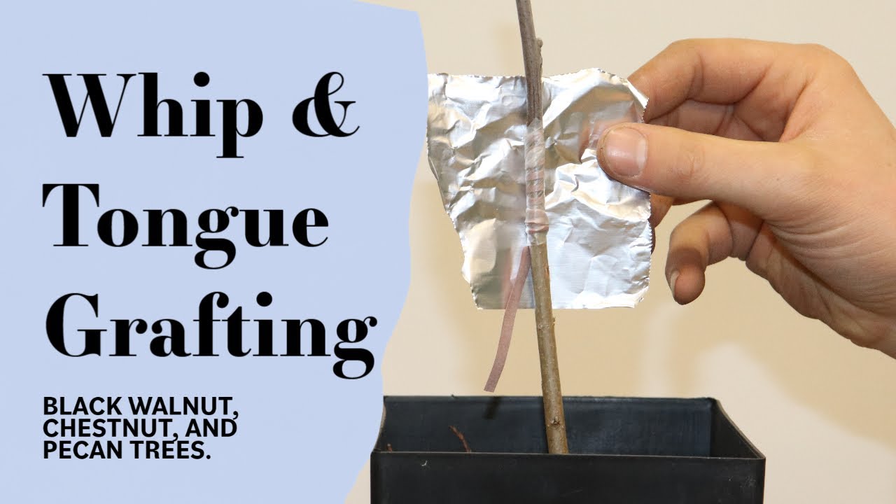 Whip and Tongue Grafting - YouTube