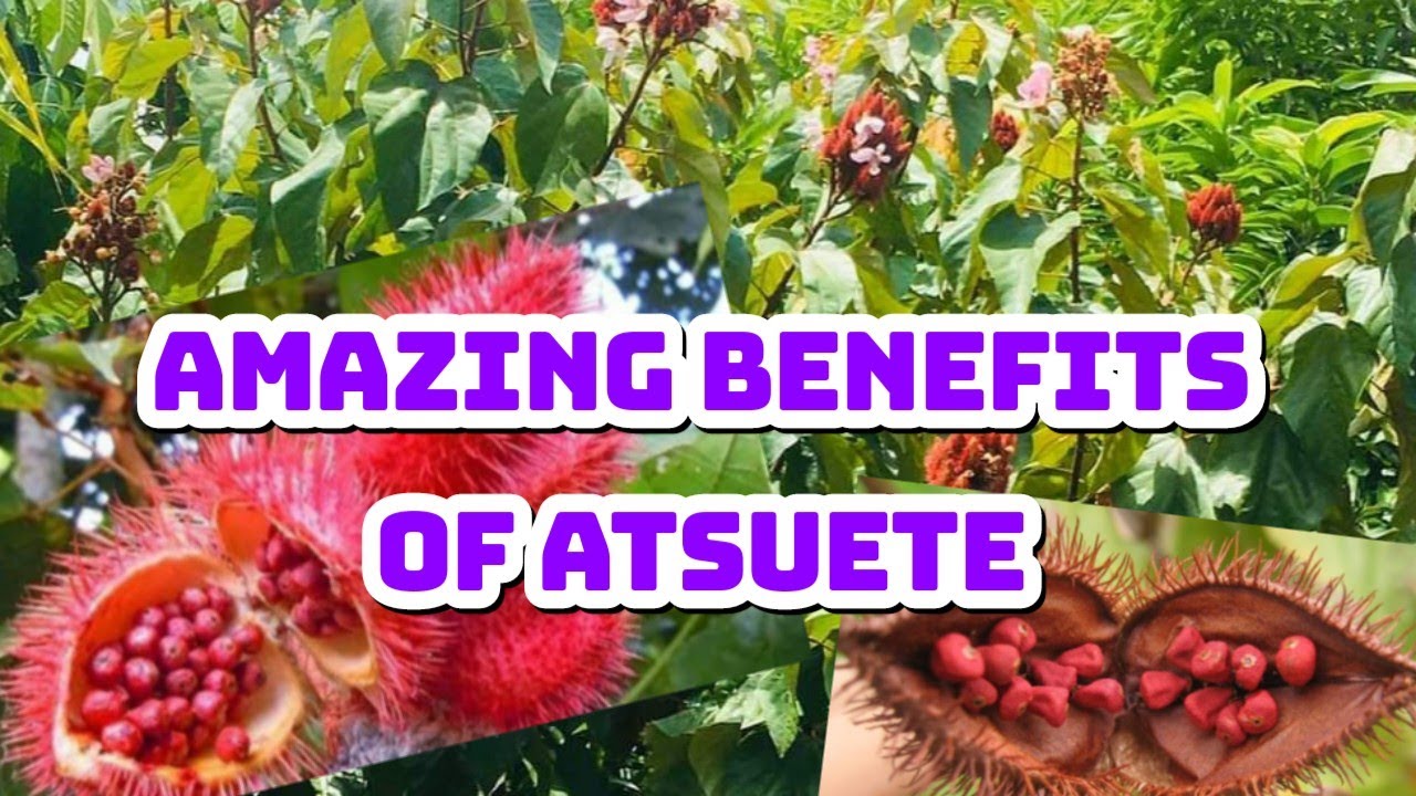 AMAZING BENEFITS OF ATSUETE // SUWETIS - YouTube