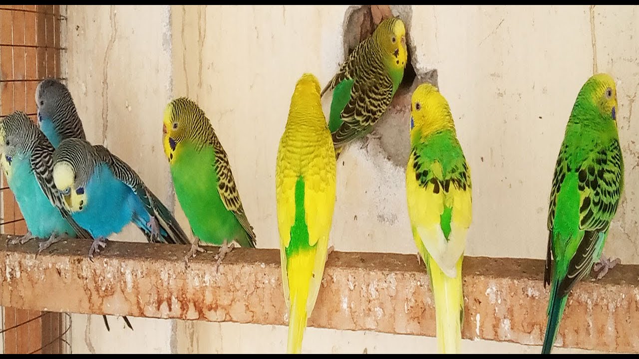 5 Hr Chirping & Happy Life of Parakeet Budgies Birds, Reduce Stress of ...