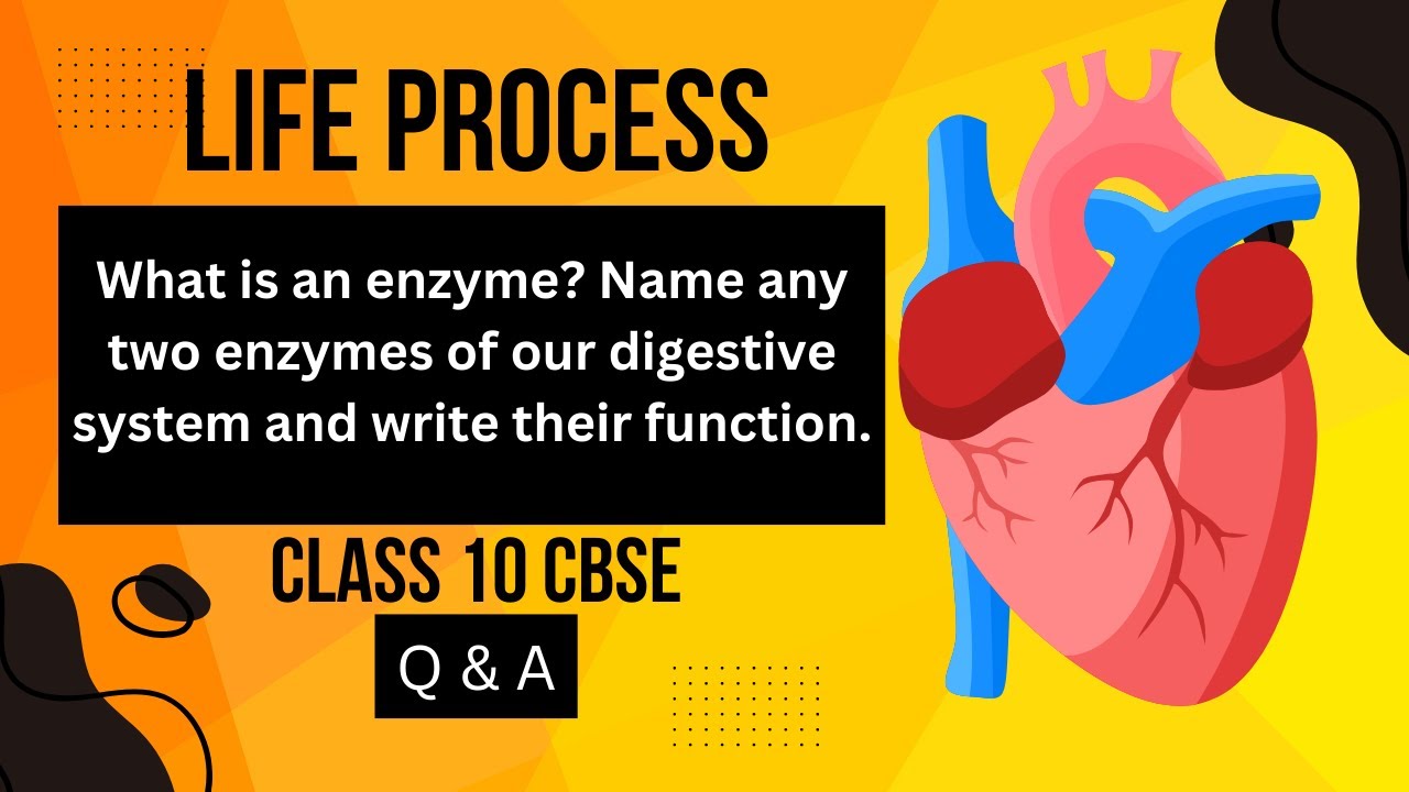 Q&A: What is an enzyme | Life Process | Class 10 CBSE - YouTube