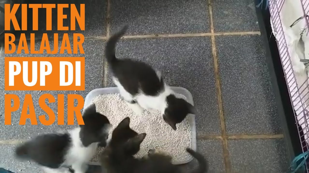 Cara Biar Kucing Tidak Pup dan Pipis Sembarangan - YouTube