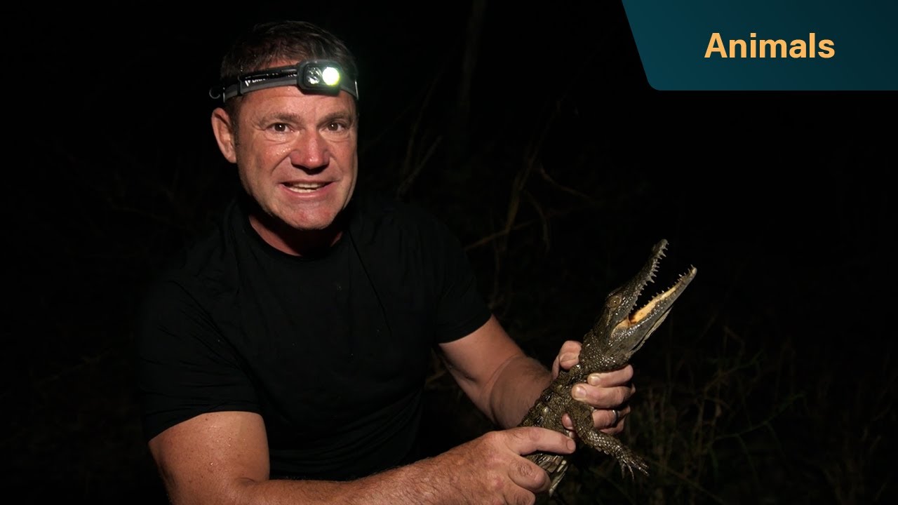 A roar so endearing, you wouldn't expect it from a crocodile | Killer ...