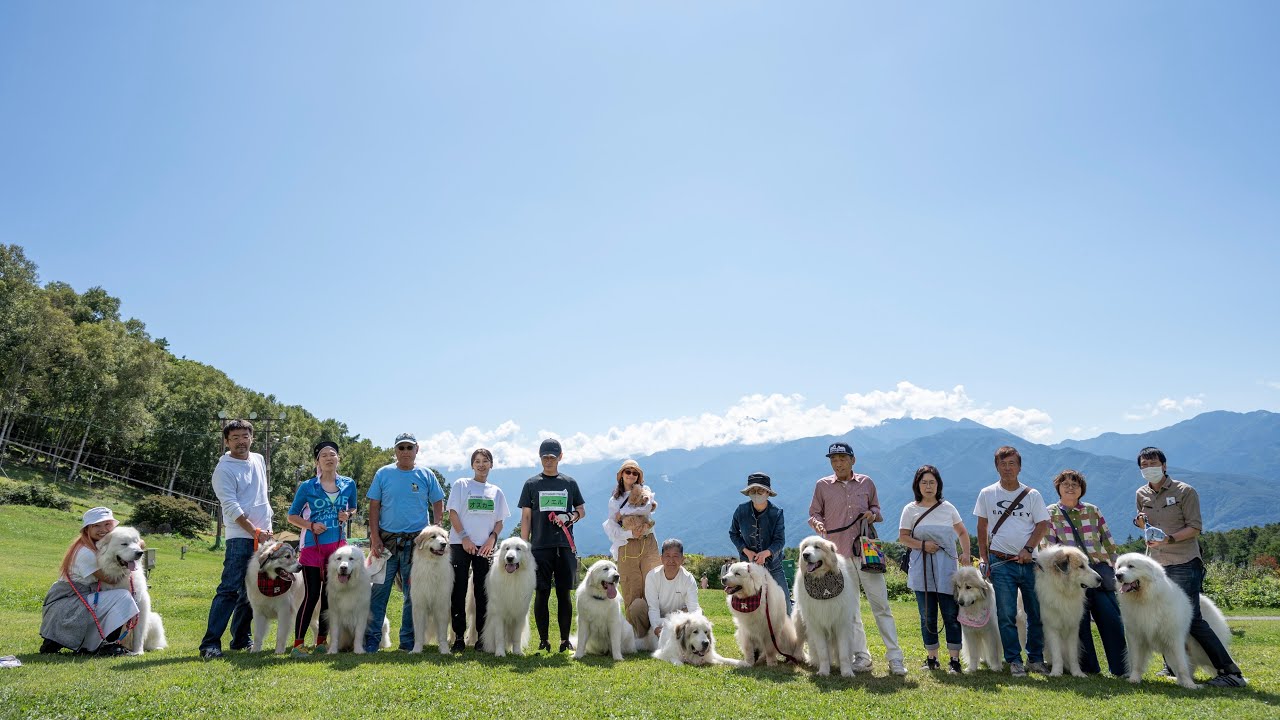 2023年ドックトレイルラン（後編）悪童姉妹と呼ばれて早7年、ノエルとレイちゃんは今年も頑張りました。オスカー初参加です。グレートピレニーズ ...